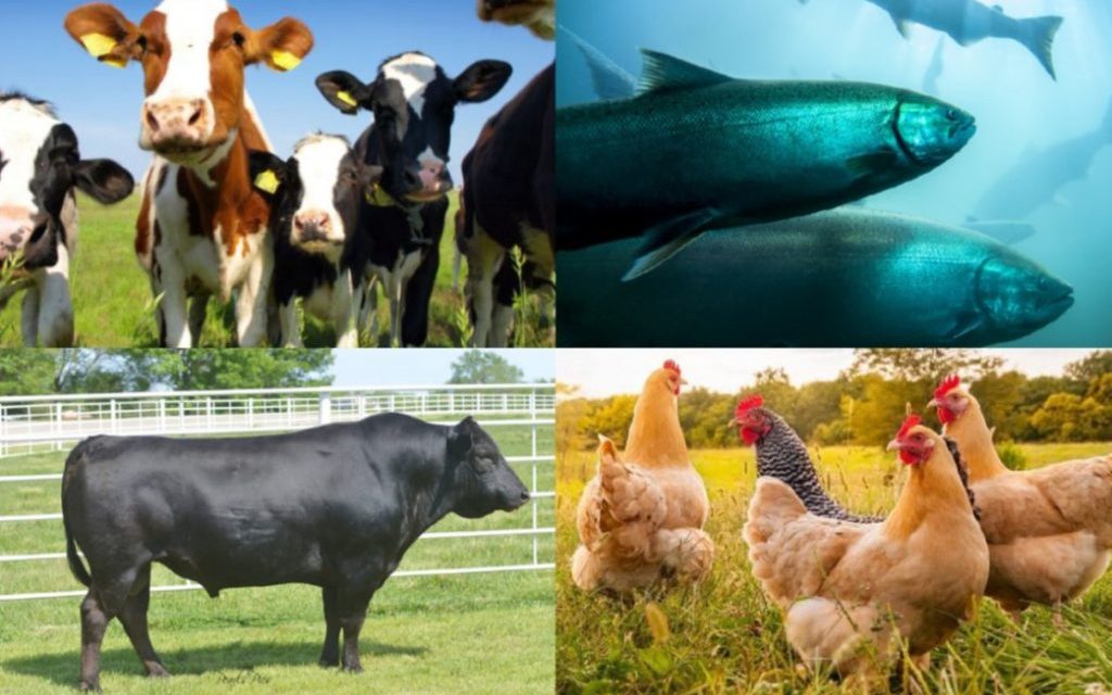 Read With Pritish Animal Nutrition Why Is It So Important Read With Pritish Animal Nutrition Why Is It So Important